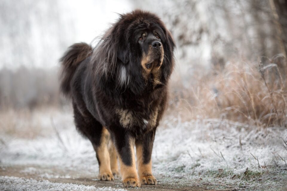 Bear Hunting Dogs: 12 Dog Breeds Bred to Hunt Bears