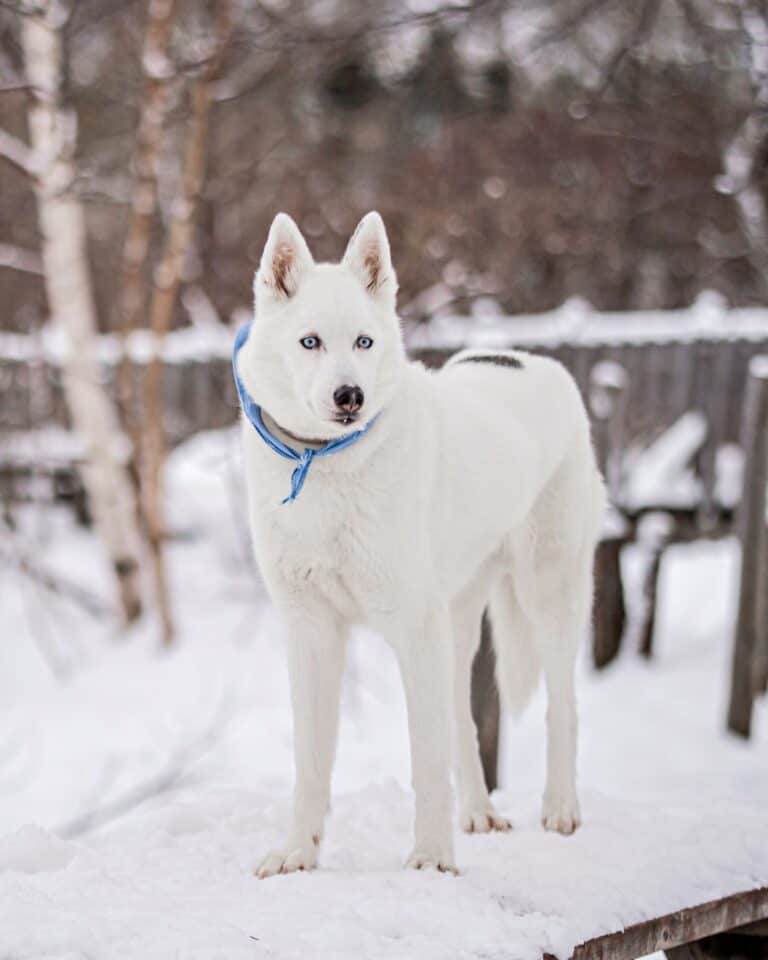 White Husky: Facts, Genetics, Traits & FAQs (With Pictures)