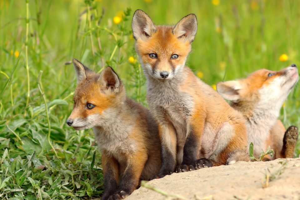 What Is a Baby Fox Called? — Baby Fox Name, Facts & Pictures