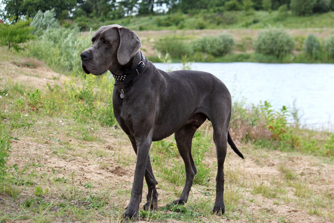 Black Great Dane: Facts, Traits, Genetics & More (With Pictures)