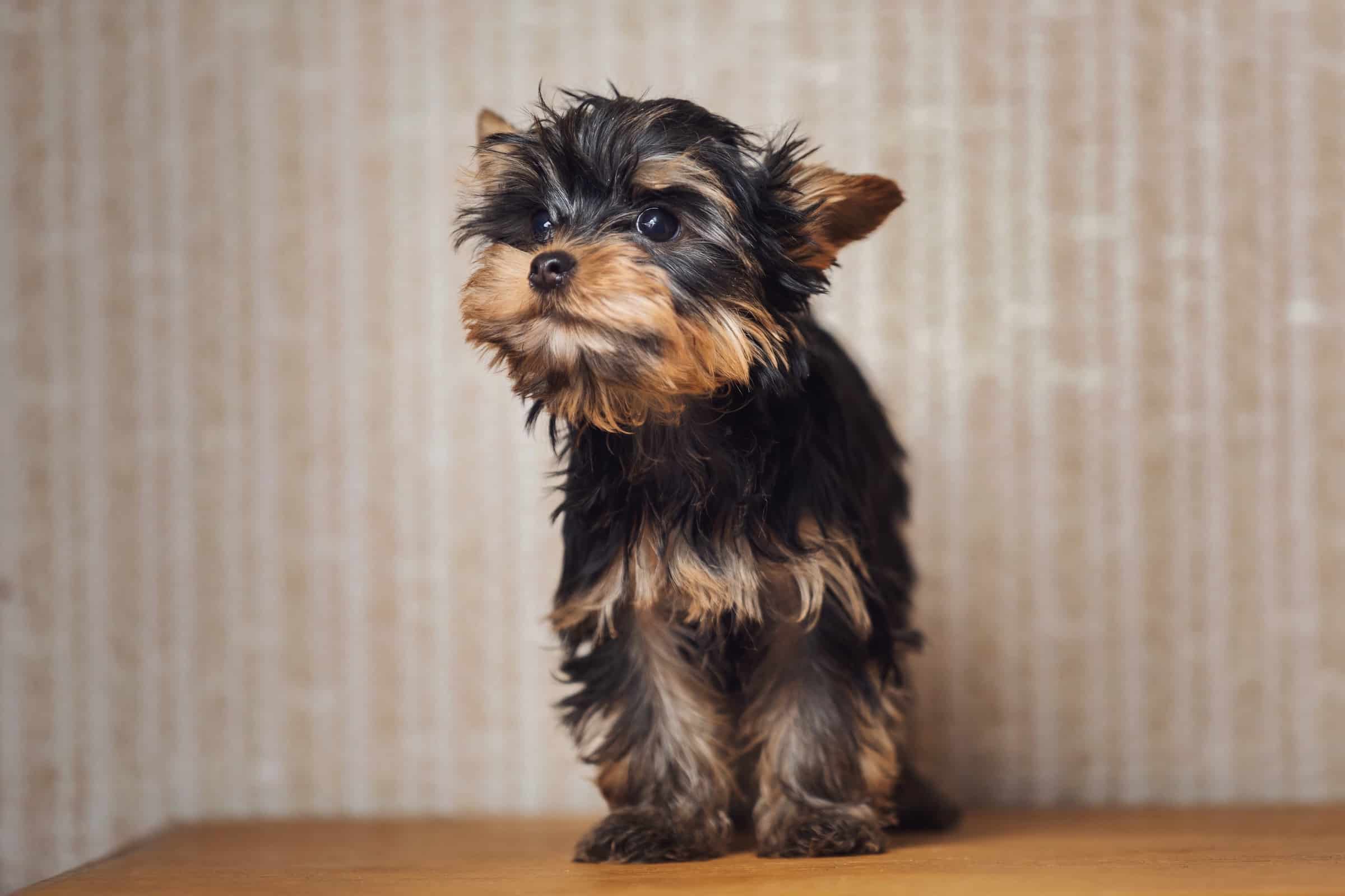 Black Yorkie: Facts, Genetics, Traits & More (With Pictures)