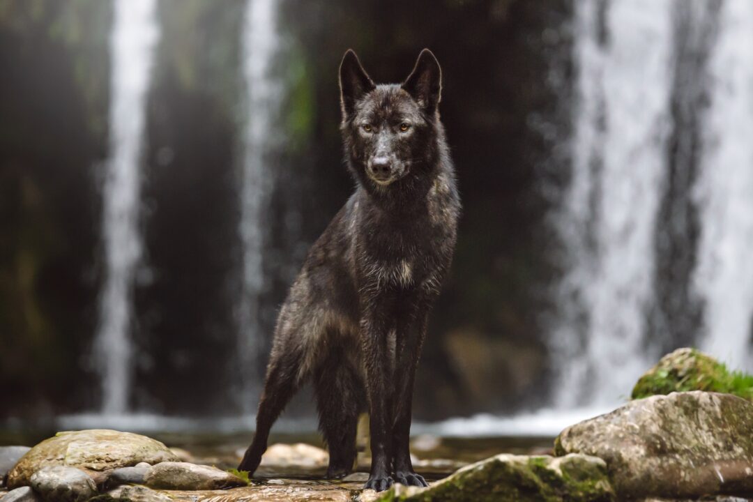 Black Wolf Dog: Everything You Need to Know (With Pictures)