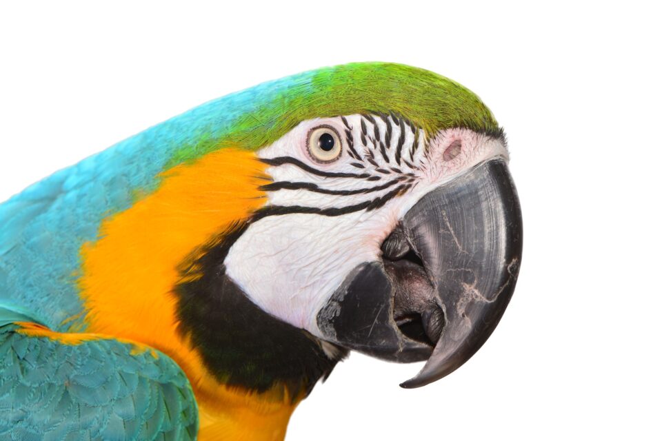 Parrot Tongue Anatomy, Function & Facts (With Pictures)