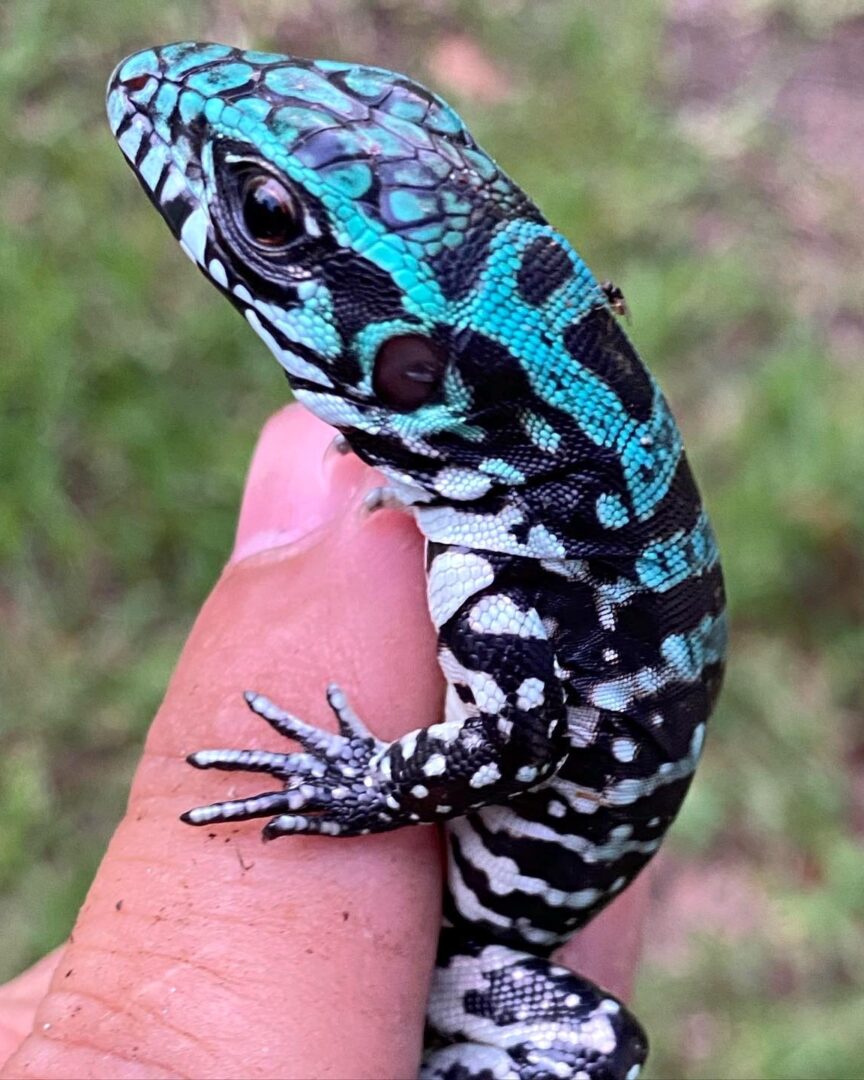 Blue Tegu | Information, Facts & Care Guide (With Pictures)