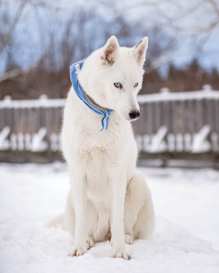 White Husky: Facts, Genetics, Traits & FAQs (With Pictures)