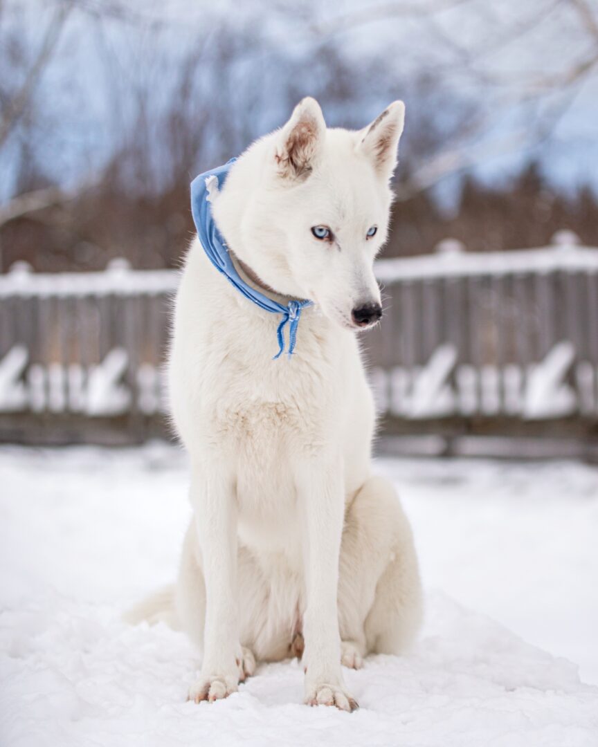 White Husky: Facts, Genetics, Traits & FAQs (With Pictures)