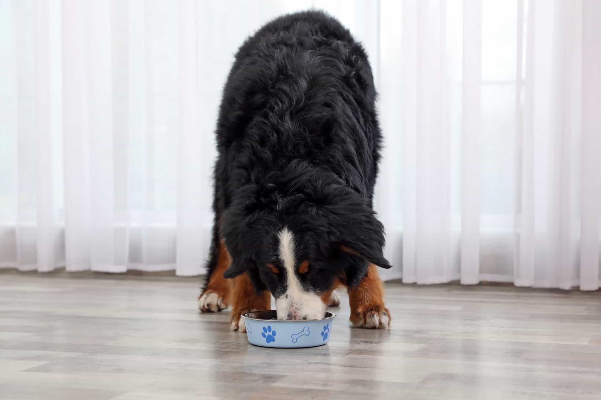 How Much to Feed a Bernese Mountain Dog (Puppy & Adult Feeding Chart)