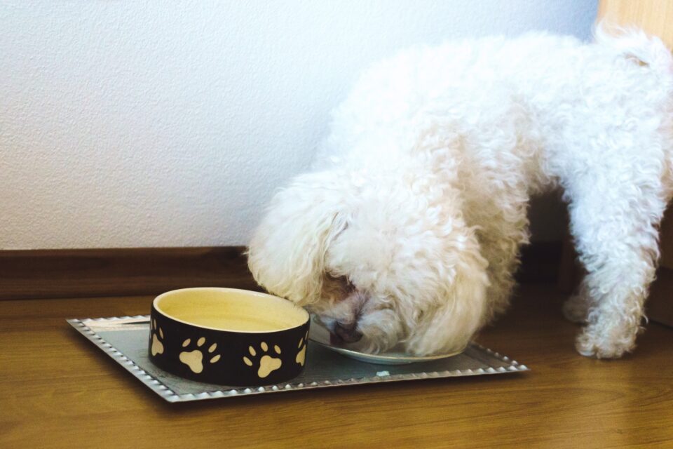 How Much to Feed a Bichon Frise (Puppy & Adult Feeding Chart)