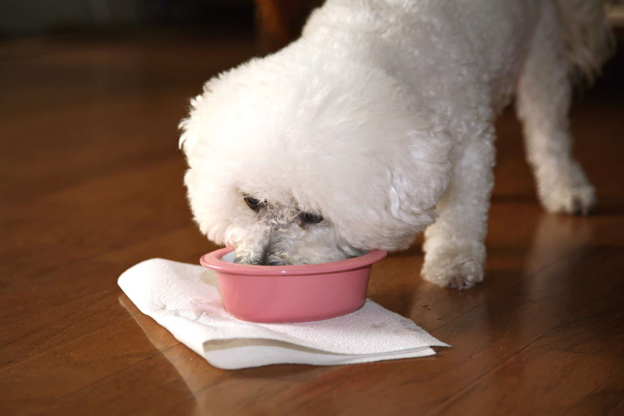 How Much to Feed a Bichon Frise (Puppy & Adult Feeding Chart)
