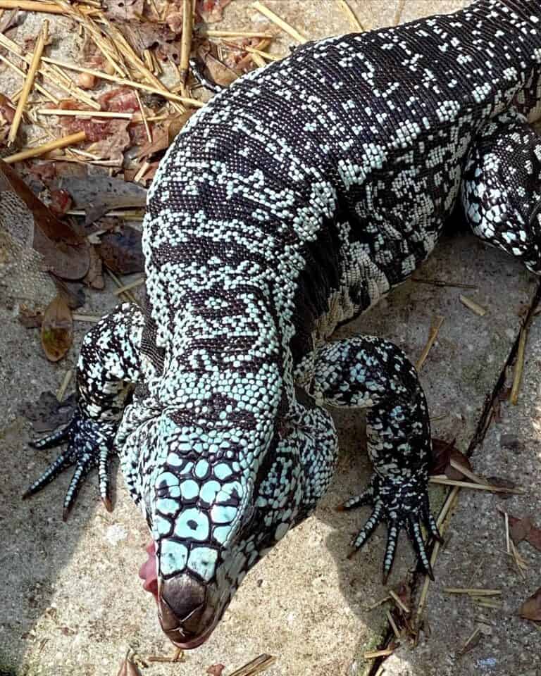 Blue Tegu | Information, Facts & Care Guide (With Pictures)