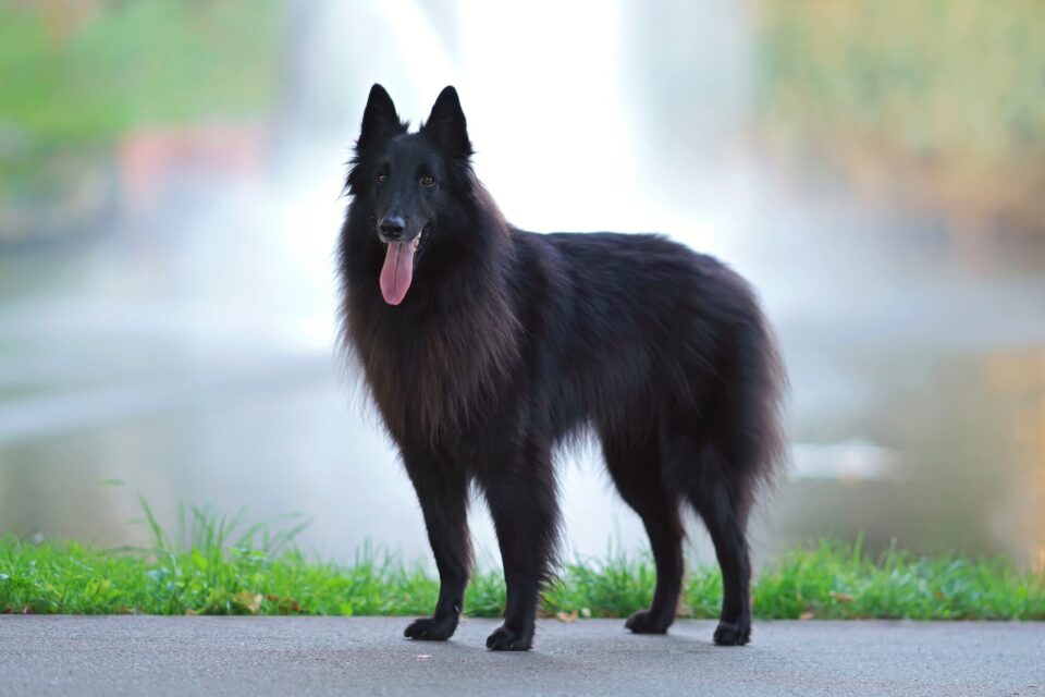Black Samoyed: Do Black Samoyeds Actually Exist?