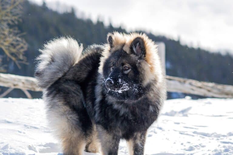 Black Samoyed: Do Black Samoyeds Actually Exist?