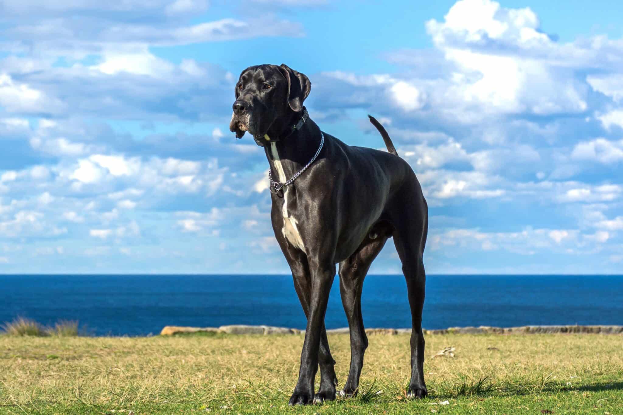 Black Great Dane: Facts, Traits, Genetics & More (With Pictures)