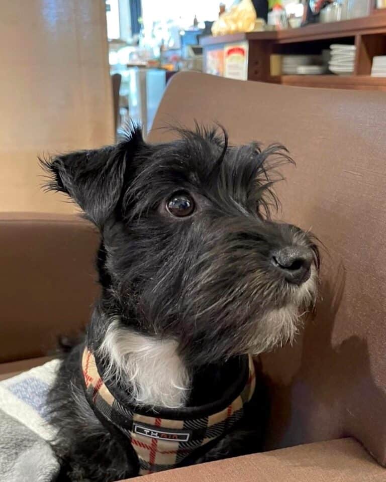 Maltese Terrier Mix: Info, Pictures, Facts, Traits, FAQs & More