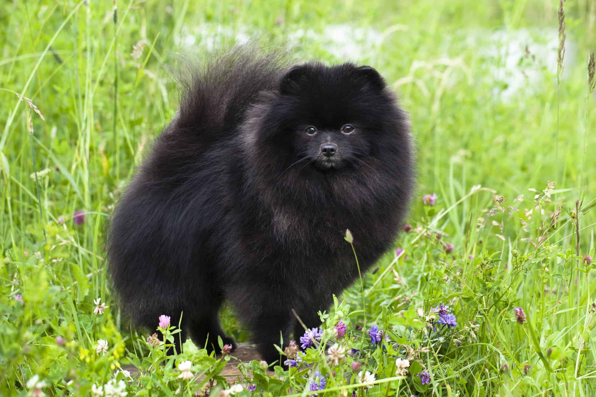 Black Samoyed: Do Black Samoyeds Actually Exist?