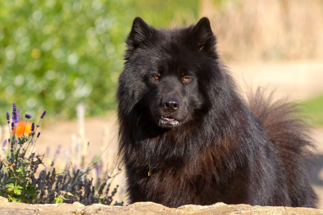 Black Samoyed: Do Black Samoyeds Actually Exist?