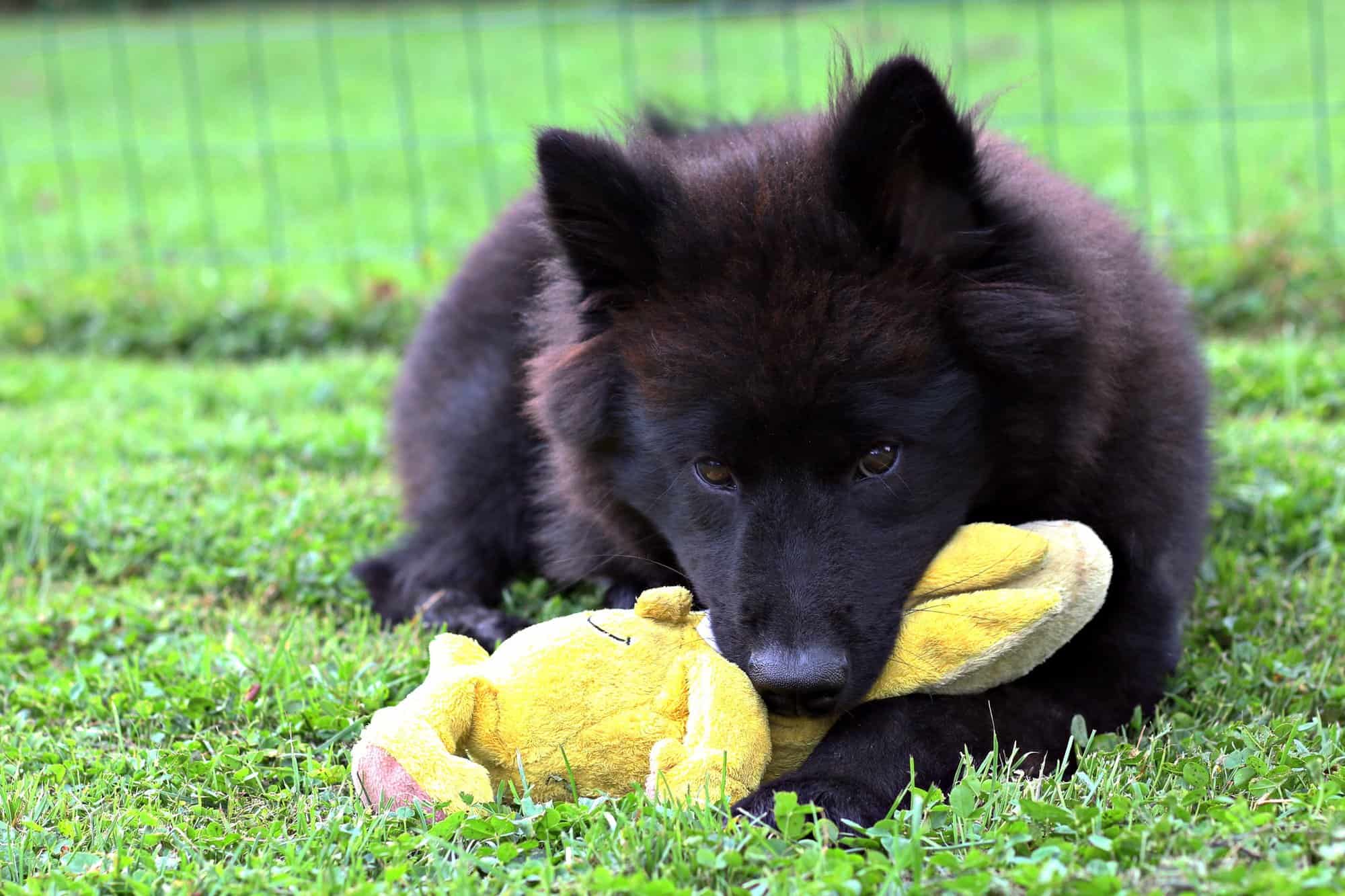 Black Samoyed: Do Black Samoyeds Actually Exist?