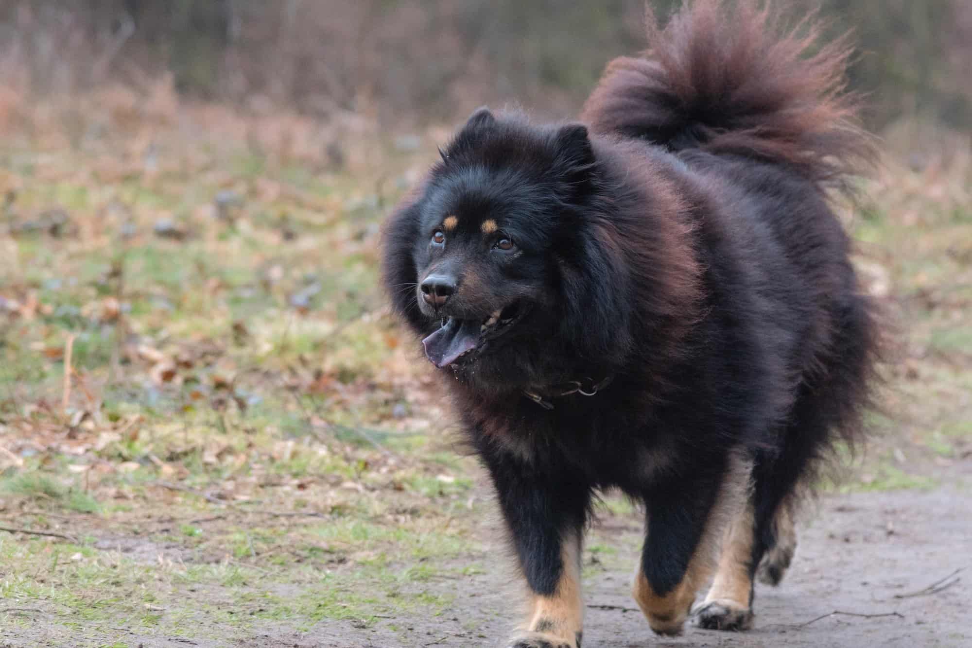 Black Samoyed: Do Black Samoyeds Actually Exist?