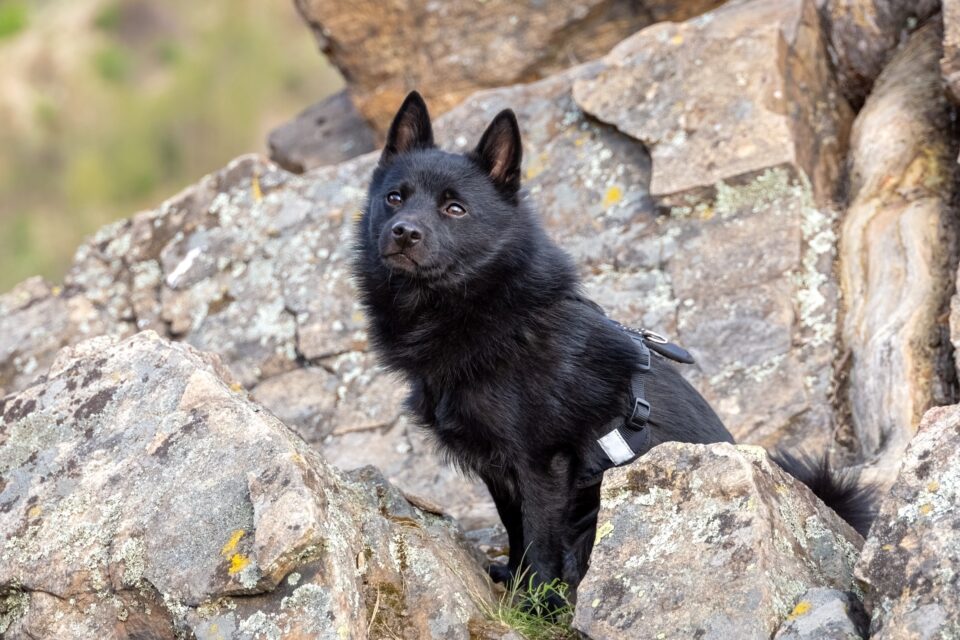 Black Samoyed: Do Black Samoyeds Actually Exist?