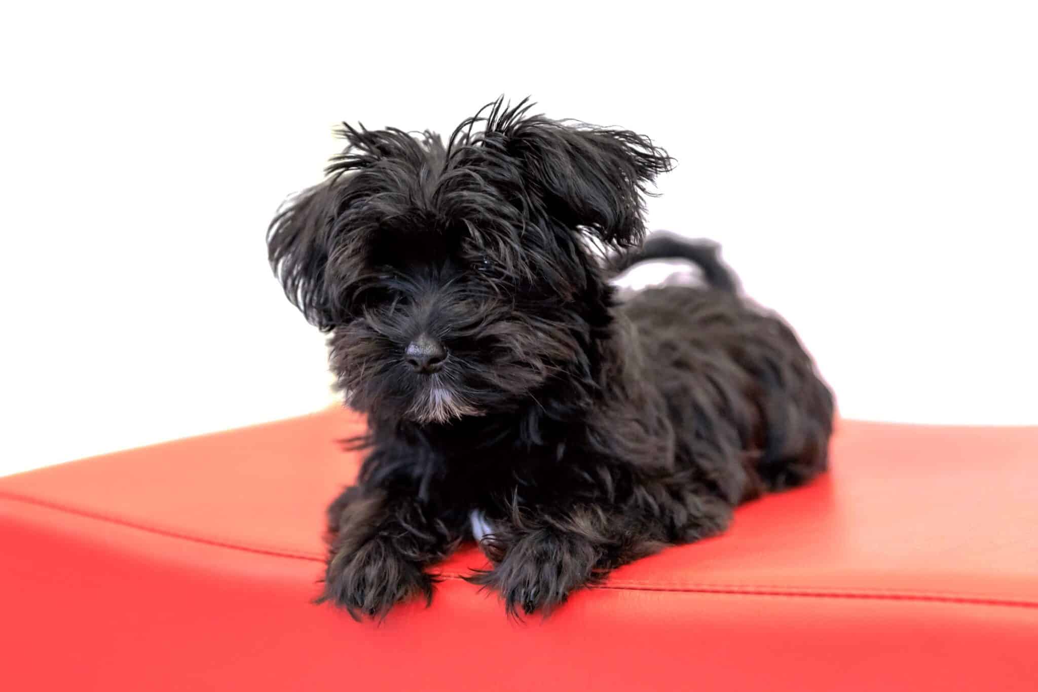 Black Yorkie: Facts, Genetics, Traits & More (With Pictures)