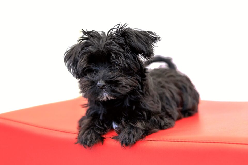 Black Yorkie: Facts, Genetics, Traits & More (With Pictures)