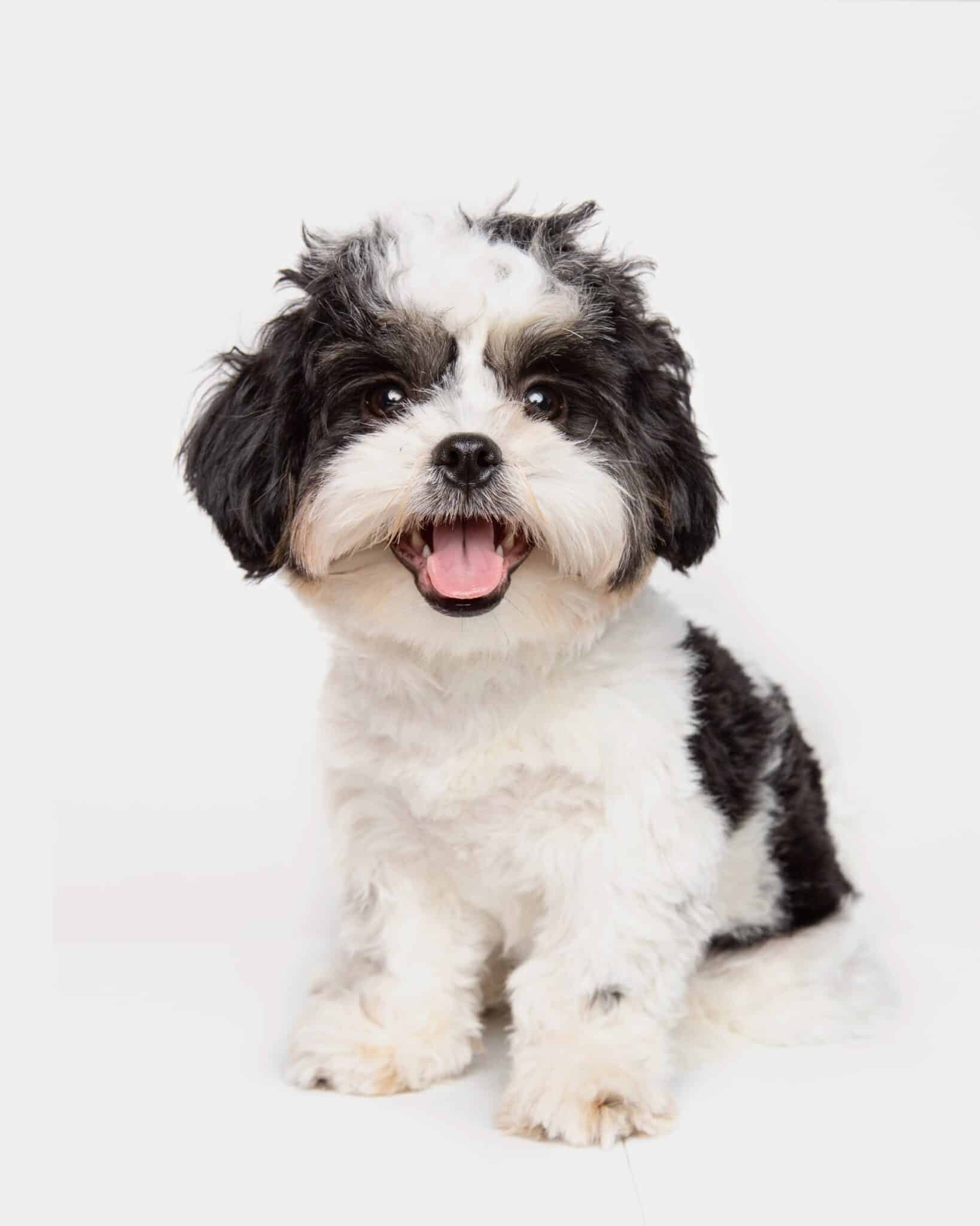 Black and White Shih Tzu: Everything You Need to Know