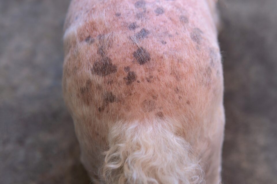 Black Spots on Dog’s Skin: Causes, Diagnosis & Treatments