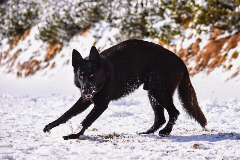 Black Wolf Dog: Everything You Need to Know (With Pictures)