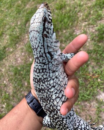 Blue Tegu | Information, Facts & Care Guide (With Pictures)