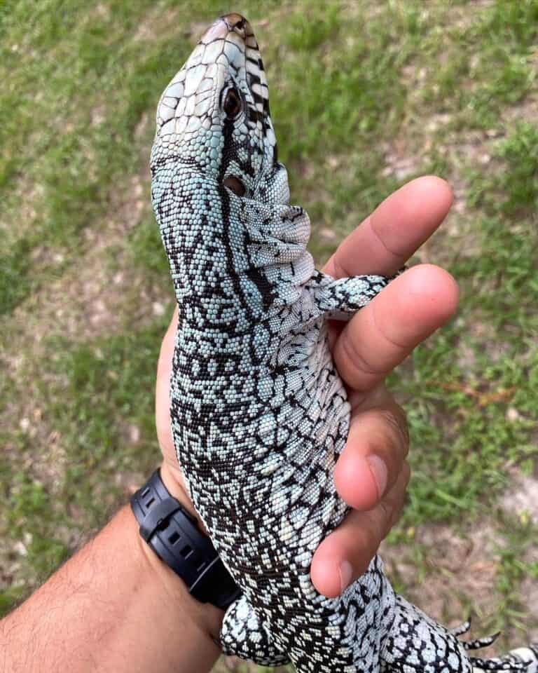 Blue Tegu | Information, Facts & Care Guide (With Pictures)