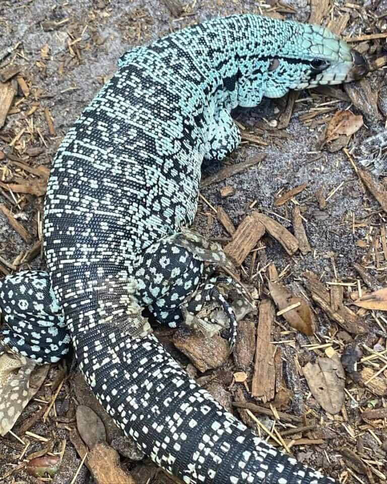 Blue Tegu | Information, Facts & Care Guide (With Pictures)