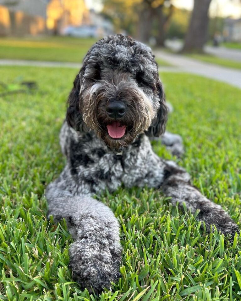 Merle Goldendoodle: Info, Genetics, Traits & FAQ (With Pictures)