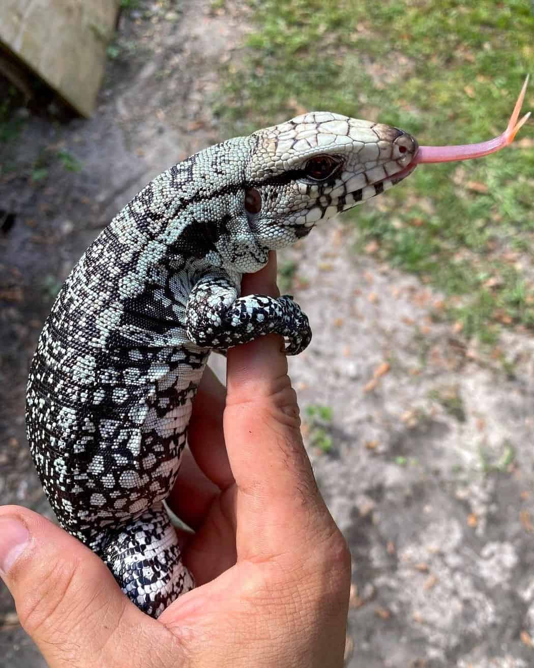 Blue Tegu | Information, Facts & Care Guide (With Pictures)