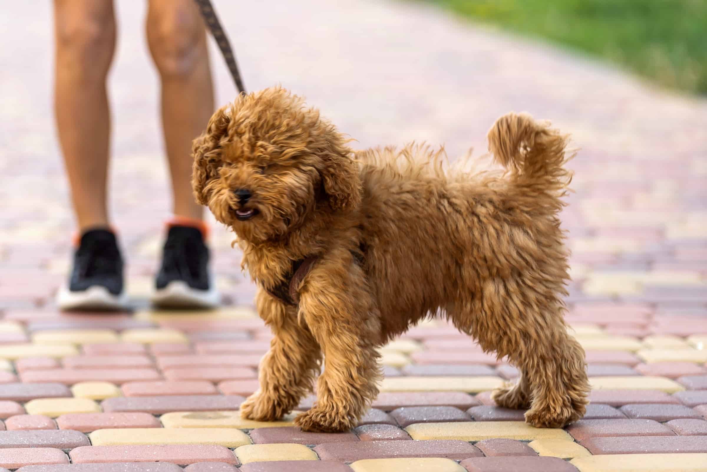 Brown Maltipoo: Facts, Traits, Genetics & FAQs (With Pictures)