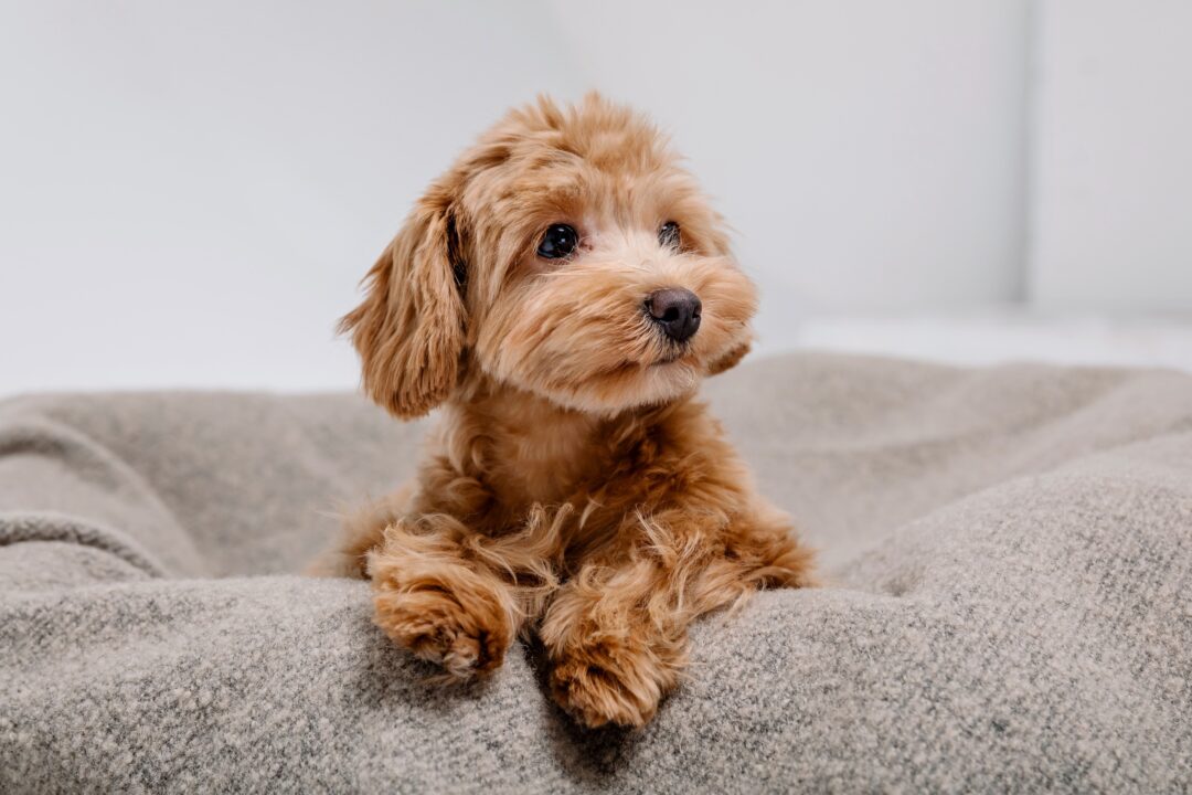 Brown Maltipoo: Facts, Traits, Genetics & FAQs (With Pictures)