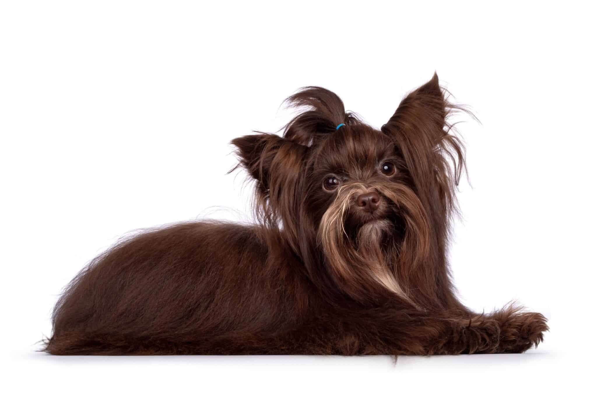 Chocolate Yorkie (Brown Yorkie): Everything You Need to Know