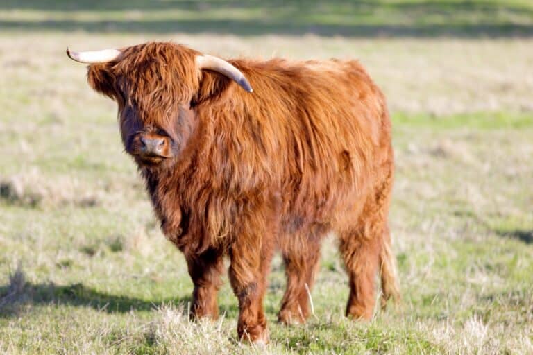 10 Places to Find Mini Cows for Sale (2025): Our Top 10 Picks!