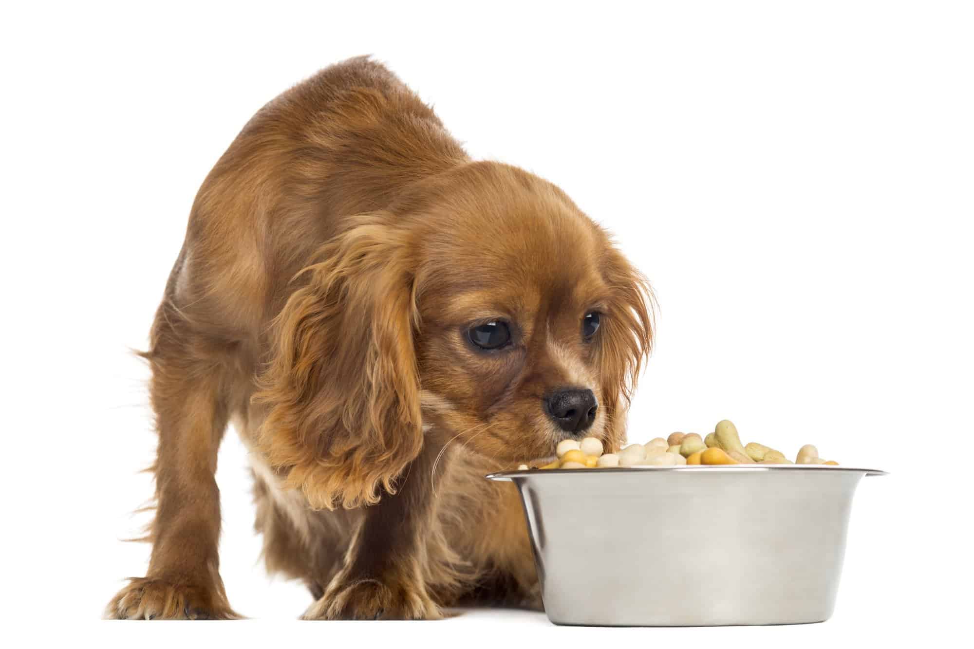 How Much to Feed a Cavalier King Charles Spaniel (Puppy & Adult Feeding ...