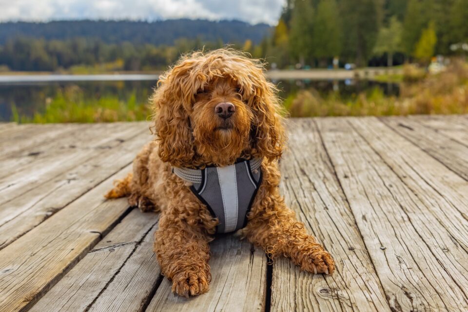 How Much to Feed a Cavapoo (Puppy & Adult Feeding Chart)