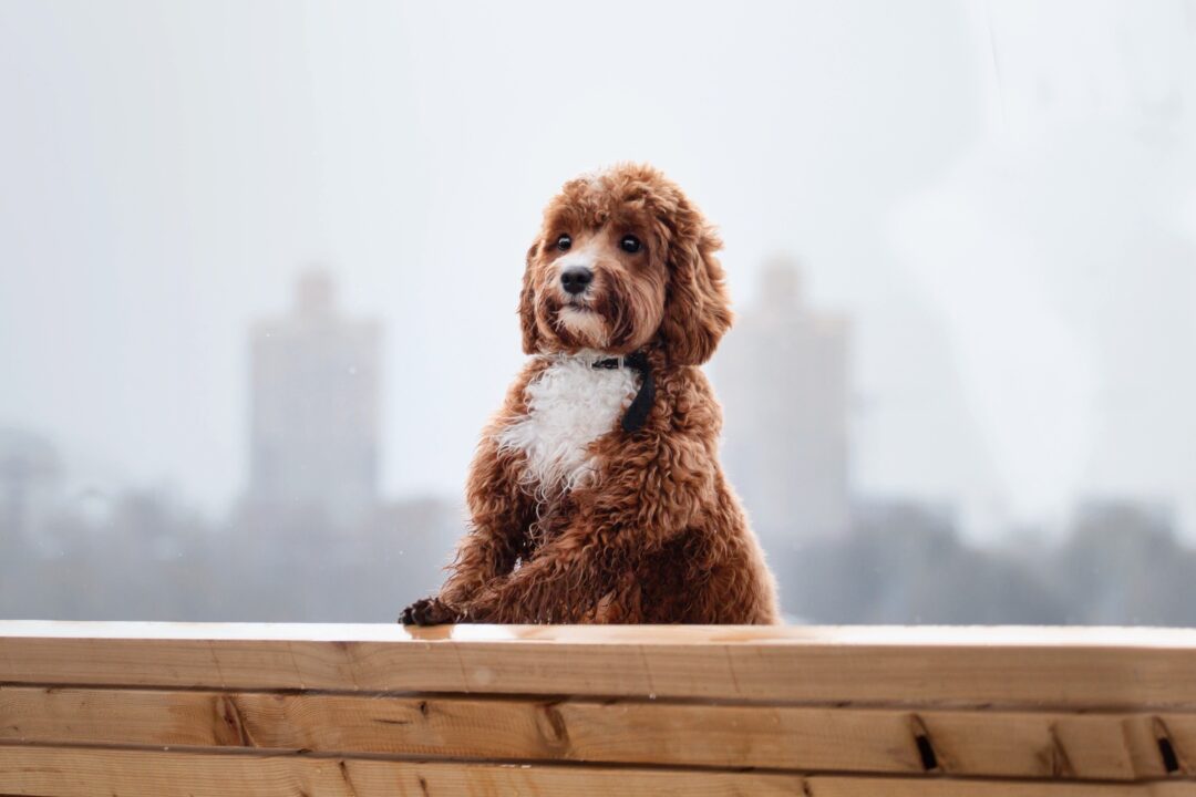 How Much to Feed a Cavapoo (Puppy & Adult Feeding Chart)