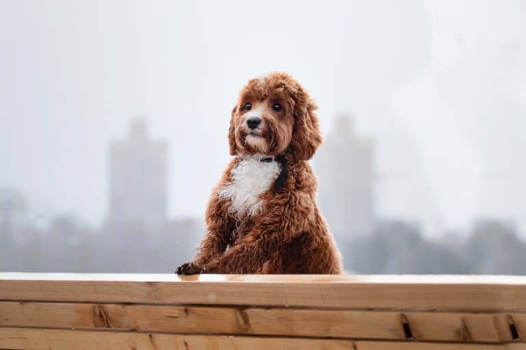 How Much to Feed a Cavapoo (Puppy & Adult Feeding Chart)