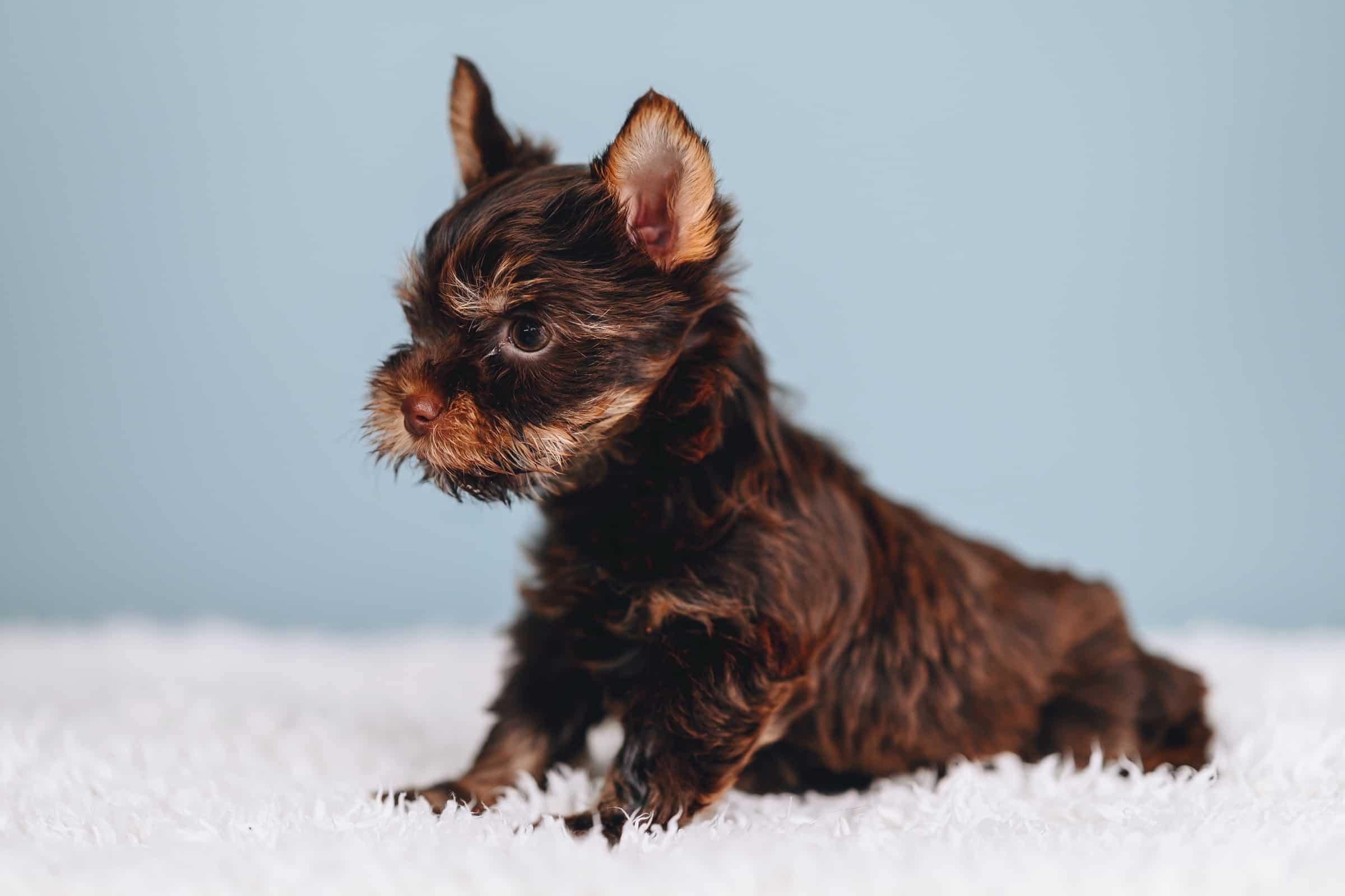 Chocolate Yorkie (Brown Yorkie): Everything You Need to Know