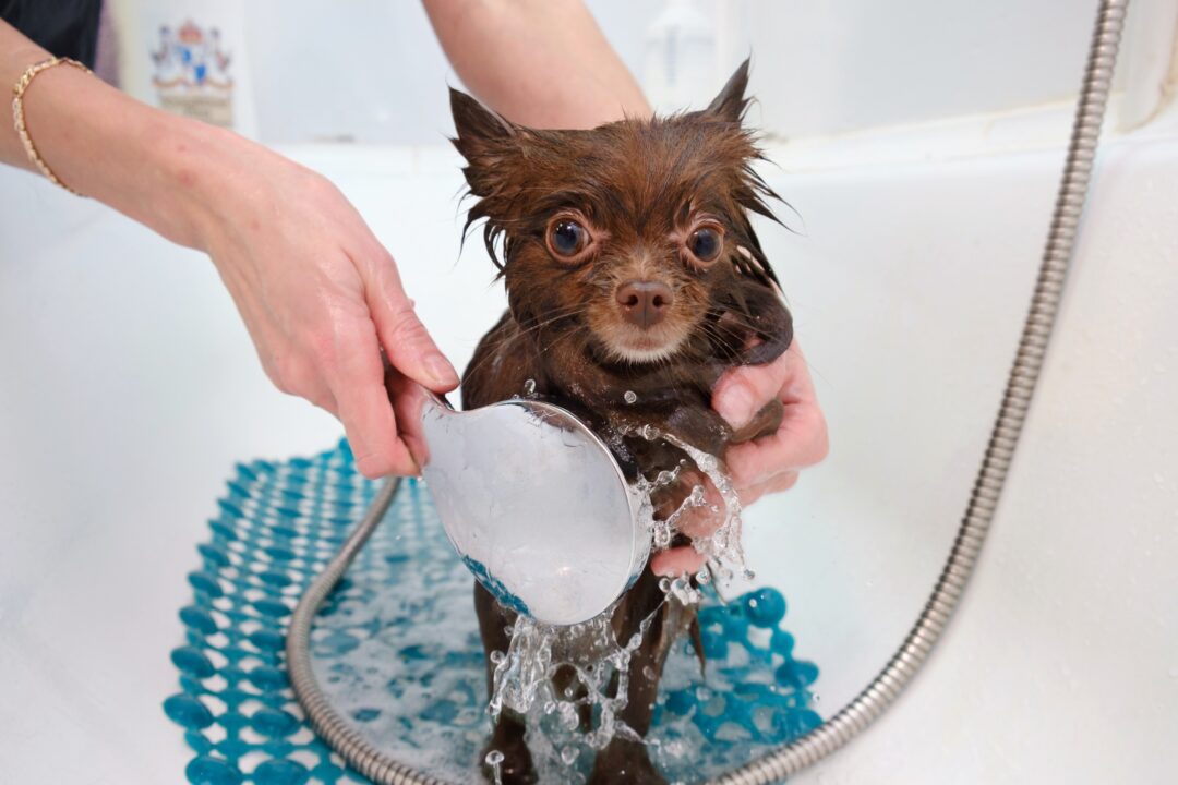 Chocolate Yorkie (Brown Yorkie): Everything You Need to Know