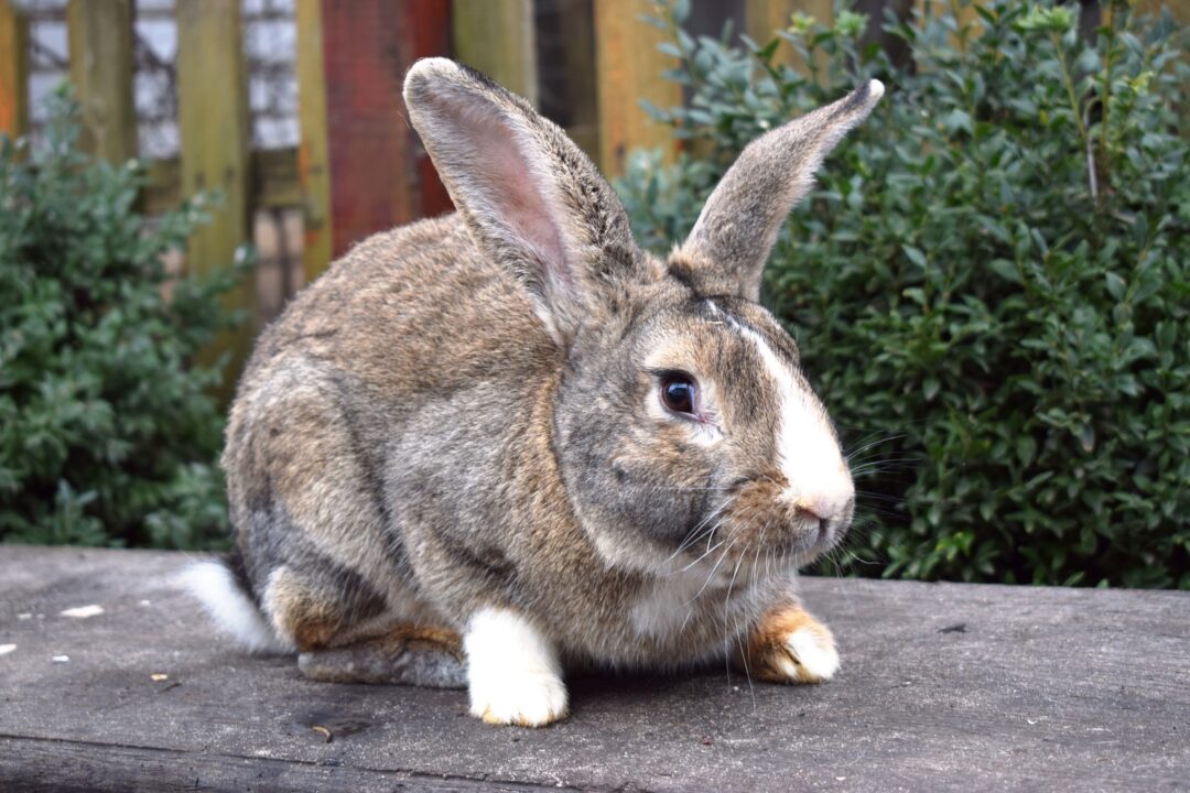 Flemish Giant Rabbits for Sale in the USA (2025): Our Top Picks!