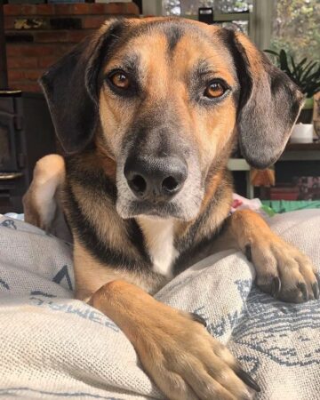 German Shepherd Hound Mix: Info, Pictures, Facts & More