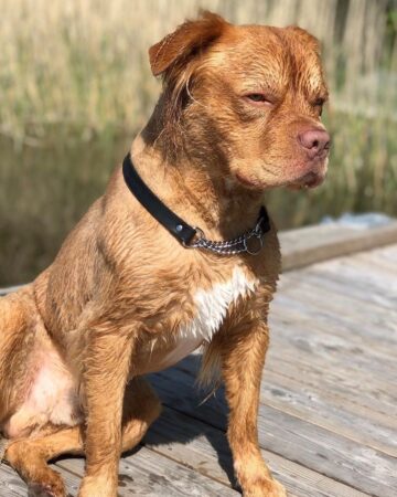 Golden Retriever Pitbull Mix: Info, Pictures, Facts, FAQs & More