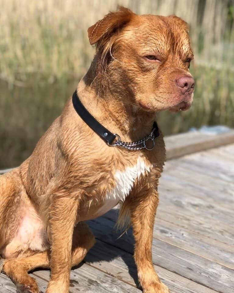 Golden Retriever Pitbull Mix: Info, Pictures, Facts, FAQs & More