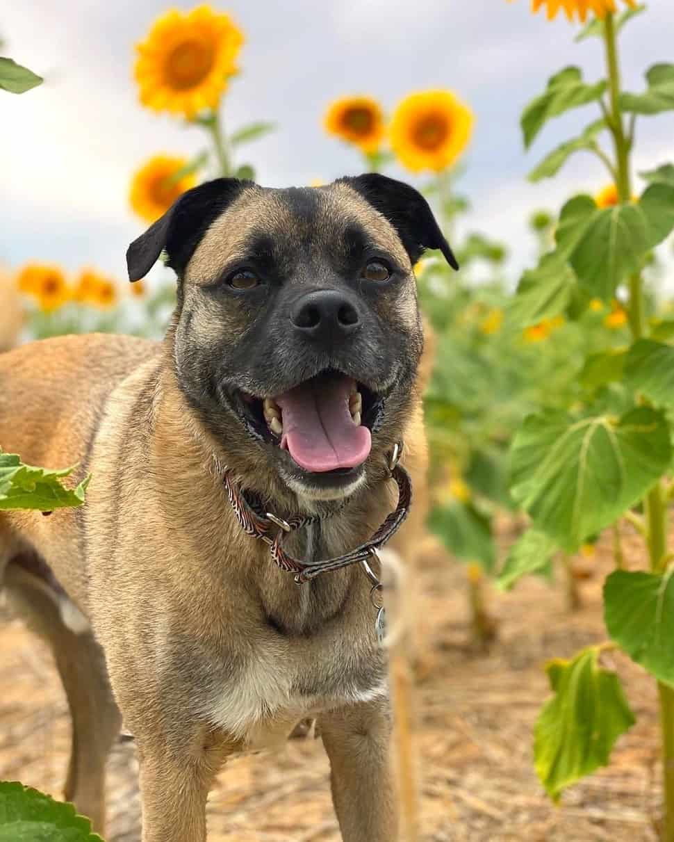 Husky Pug Mix (Hug Dog) Info, Pictures, Traits, Facts & FAQs