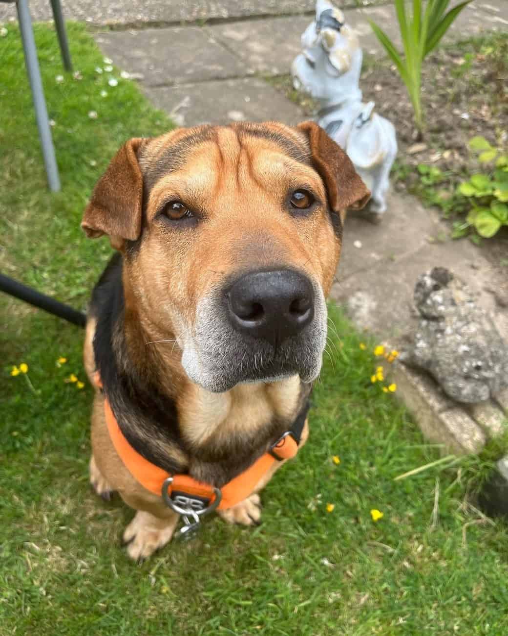 Walrus Dog (Shar-Pei & Basset Hound Mix) Info, Pictures, Facts, FAQs & More