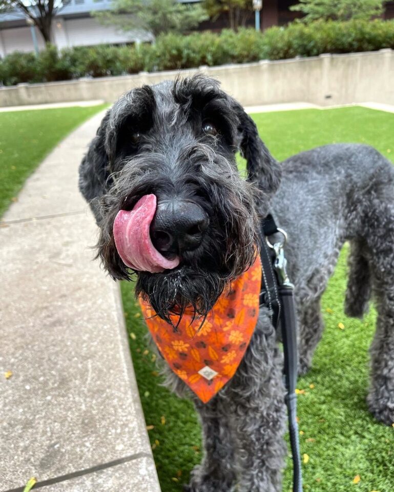 Giant Schnoodle (Giant Schnauzer & Poodle Mix) Info, Pictures, Facts ...